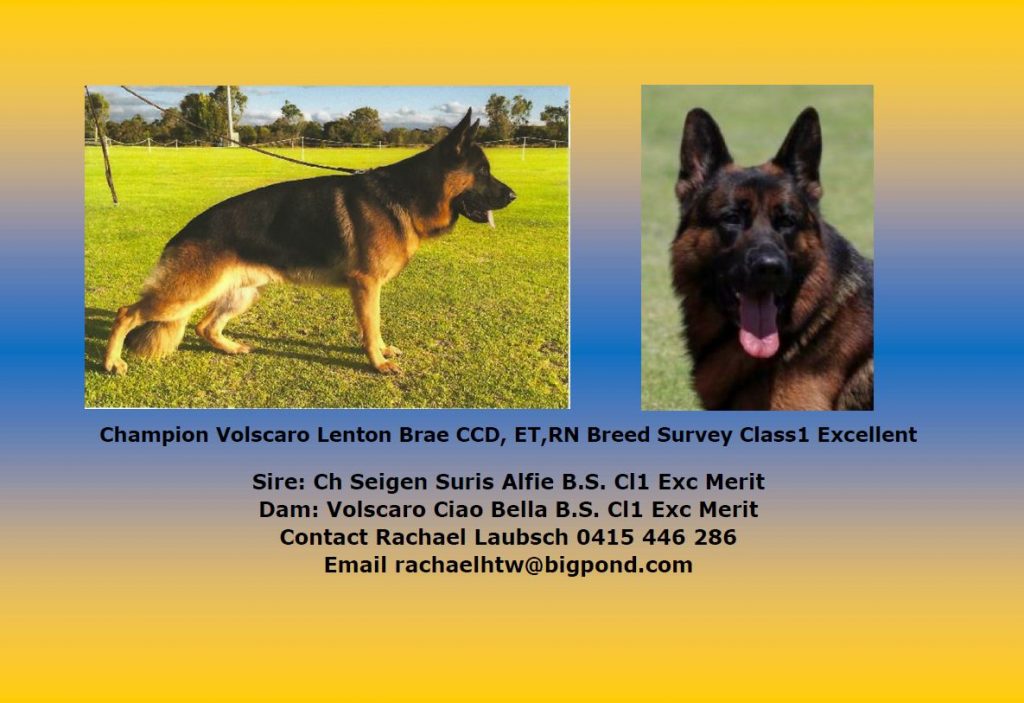 Stud Dogs – GSDA of WA